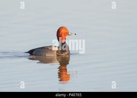 A drake redhead duck with reflection Stock Photo - Alamy