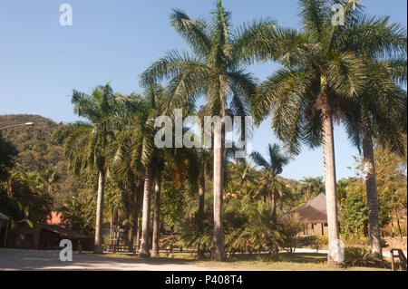 Coqueiro Gigante no Rio de Janeiro, RJ Stock Photo - Alamy