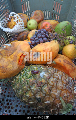 Frutas podres jogadas fora em lixo de supermercado Stock Photo - Alamy