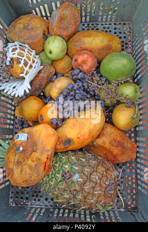 Frutas podres jogadas fora em lixo de supermercado Stock Photo - Alamy