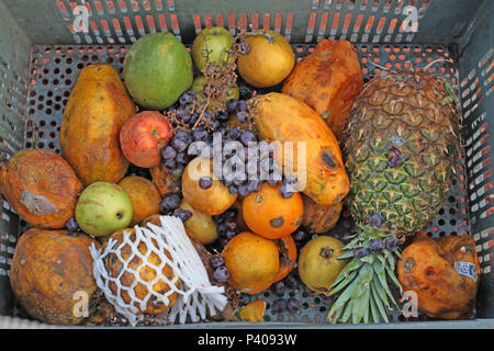 Frutas podres jogadas fora em lixo de supermercado. Na foto, maça podre ...