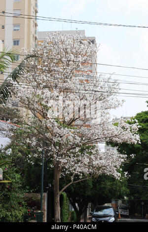 Ipê-branco (Tabebuia roseoalba) é uma árvore brasileira, descrita ...