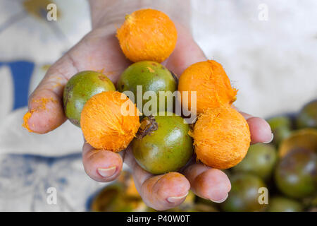 Aquidauana - MS Macaúba bocaiúva macaiba coco-baboso coco-de-espinho ...