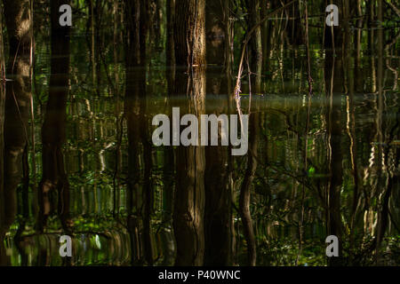 Uarini AM Floresta Floresta Alagada Floresta Amazônica Rio Japurá ...