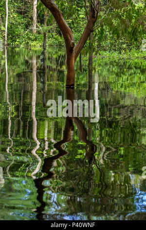 Uarini AM Floresta Floresta Alagada Floresta Amazônica Rio Japurá ...