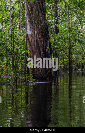 Uarini AM Floresta Floresta Amazônica Floresta Alagada Canal do Rio ...