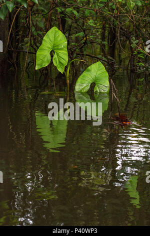 Uarini AM Floresta Floresta Alagada Floresta Amazônica Rio Japurá ...