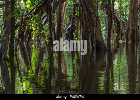 Uarini AM Floresta Floresta Alagada Floresta Amazônica Rio Japurá ...