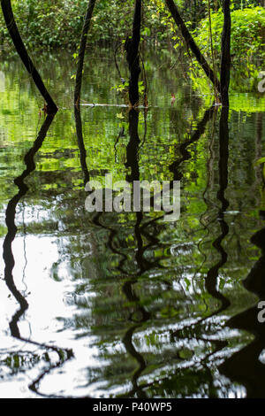 Uarini AM Floresta Floresta Alagada Floresta Amazônica Rio Japurá ...