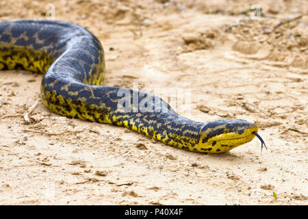 Sucuri anaconda cobra Eunectes notaeus sucuri-amarela Fauna Natureza ...