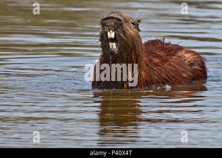 Aquidauana - MS Capivara Hydrochoerus hydrochaeris animal roedor Fauna ...