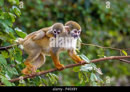 Iranduba/AM Mico-de-cheiro macaco-de-cheiro Saimiri sciureus primata ...