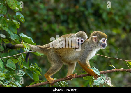 Iranduba/AM Mico-de-cheiro macaco-de-cheiro Saimiri sciureus primata ...