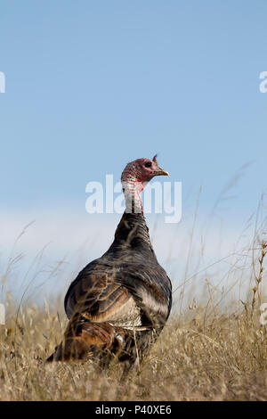 Rear view of Wild Turkey, Meleagris gallopavo, standing against white ...