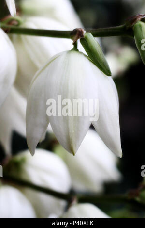 White Yucca filamentosa bush flowers, Adams needle, Spanish bayonet ...