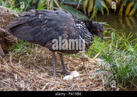 Anhuma; ave; Fauna; Natureza; Ninho de Anhuma; Ninho com ovos de Anhuma ...