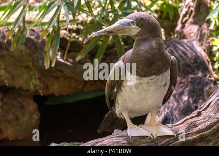 Atobá-pardo,atobá, toba, mergulhão, mambembo, mumbebo, alcatraz-pardo ...
