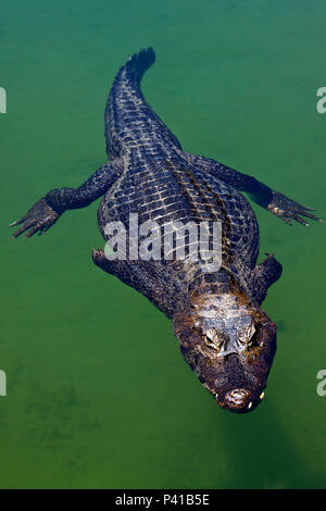 Jacaré; Jacaré Caiman; animal; Fauna; Natureza; Pantanal; Aquidauana ...