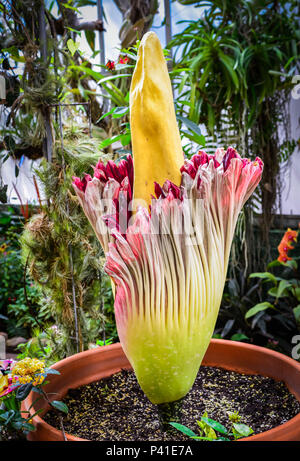 The rare Corpse flower in bloom, famous as it rarely blooms and for it ...