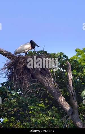 Simbolo do Mato Grosso Stock Photo - Alamy