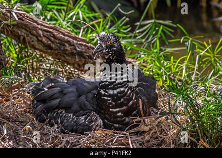 Anhuma; ave; Fauna; Natureza; Ninho de Anhuma; Ninho com ovos de Anhuma ...