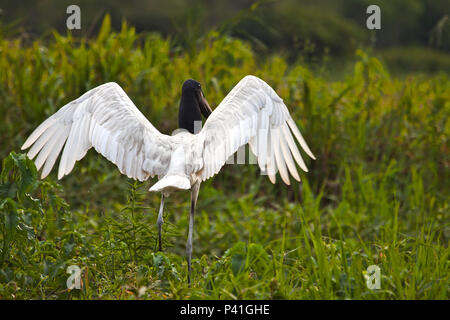 Rio Vermelho- Corumbá - MS tuiuiú tuim-de-papo-vermelho jabiru Jabiru ...