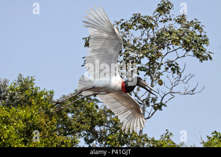 Rio Vermelho- Corumbá - MS tuiuiú tuim-de-papo-vermelho jabiru Jabiru ...