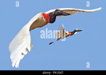 Rio Vermelho- Corumbá - MS tuiuiú tuim-de-papo-vermelho jabiru Jabiru ...