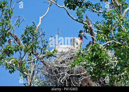 Rio Vermelho- Corumbá - MS tuiuiú tuim-de-papo-vermelho jabiru Jabiru ...