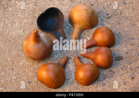 Cabaças Lagenaria siceraria porongo purunga purungo porongueiro ...