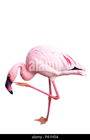 greater flamingo isolated on white background Stock Photo - Alamy