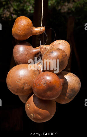 Cabaças Lagenaria siceraria porongo purunga purungo porongueiro ...