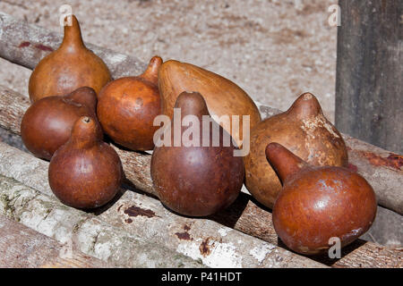 Cabaças Lagenaria siceraria porongo purunga purungo porongueiro ...