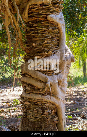 árvore; Mata-pau; figueira-vermelha; Figueira mata-pau; Ficus americana ...