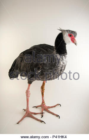 Northern Screamer - Chauna chavaria, portrait of large ground bird from ...