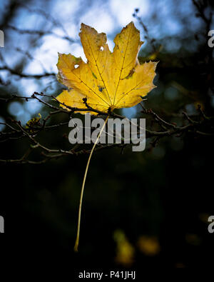 A single beautiful Autumn Sycamore leaf turning yellow and golden ...