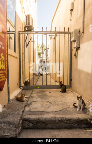 Abandoned street cats, stray animals, pets Stock Photo - Alamy