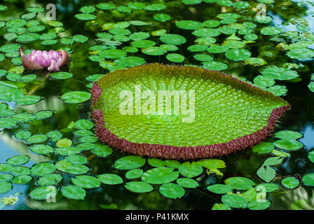 Victoria amazonica is a species of flowering plant, the largest of the ...