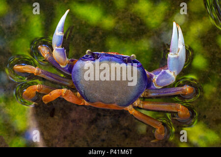Great land crab Cardisoma guanhumi crustacean class crabs exoskeleton ...