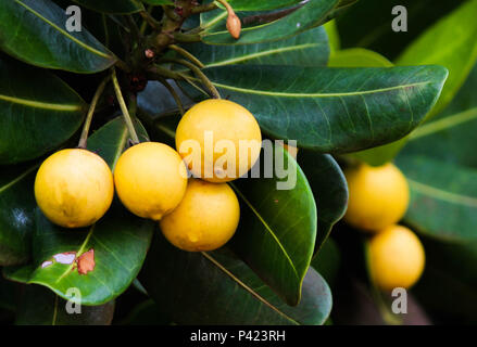 O abricó da Amazônia, também conhecido como abricoteiro, abricó-de-são ...