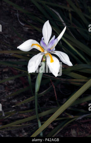 Large Wild Iris/Grootewild Iris-Dietes grandiflora-Family Iridaceae ...
