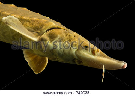 Atlantic sturgeon (Acipenser oxyrinchus, Acipenser oxyrhynchus Stock ...
