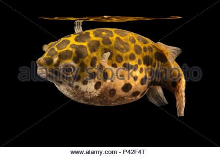 Puffer fish, Figure-eight puffer, Striped puffer (Tetraodon Stock Photo ...