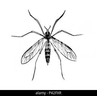 Mosquito insect. Ink black and white drawing Stock Photo - Alamy