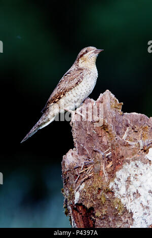 Eurasian Wryneck (Jynx torquilla) perching on nesting box with ants and ...