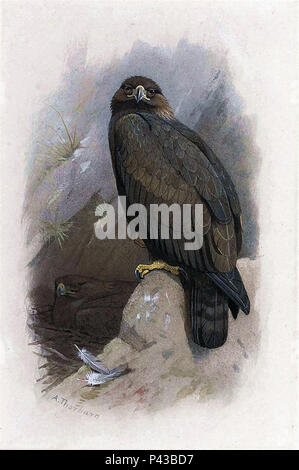Thorburn Archibald - Golden Eagle 2 Stock Photo - Alamy