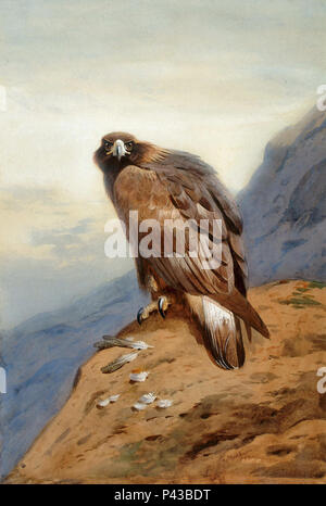 Thorburn Archibald - Golden Eagle 1 Stock Photo - Alamy