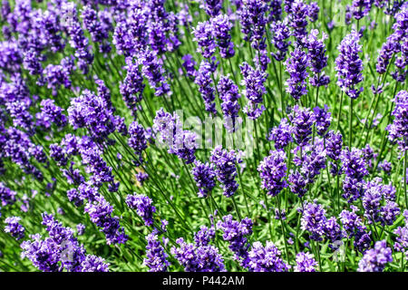 Lavender Flowers. Flowering bush growing in the field. Blooming ...