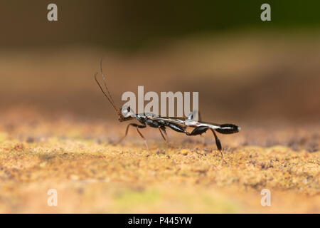 The Stephanidae, sometimes called crown wasps, are a family of ...