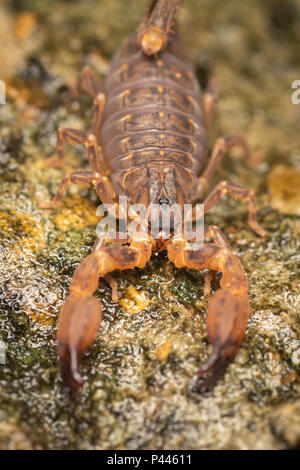 Scorpiones (order), scorpion Stock Photo - Alamy